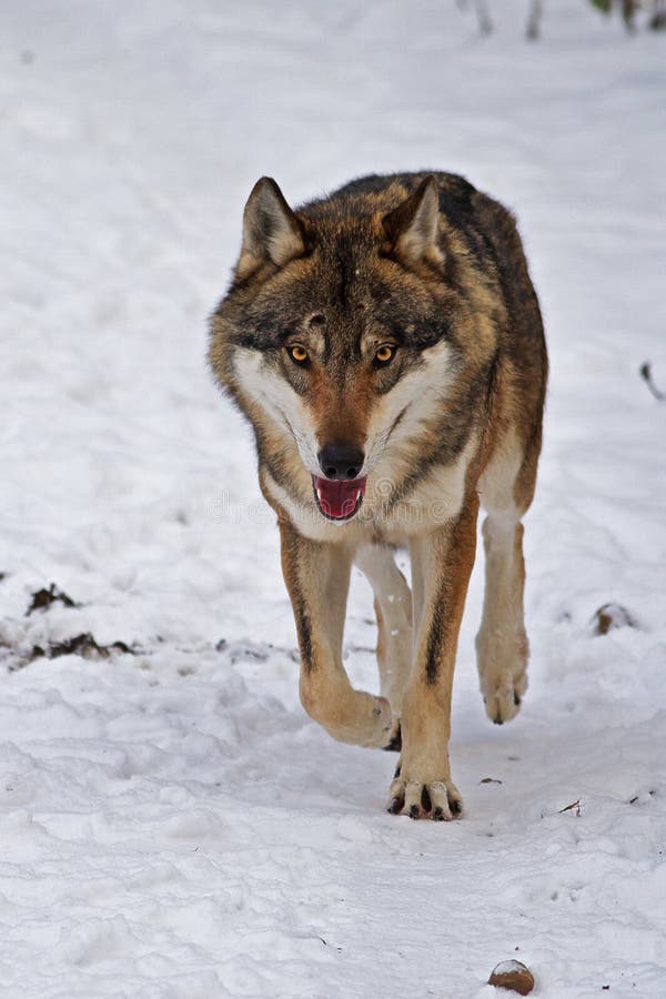 Male Eurasian Wolf (Canis Lupus Lupus) Like when he Laughs Stock Image ...