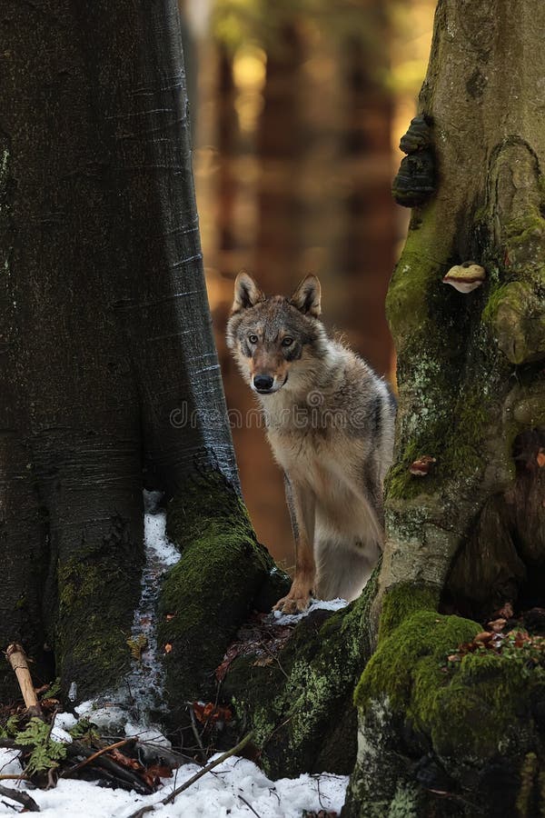 Male Eurasian Wolf (Canis Lupus Lupus) Peeking through the Tree Trunks ...