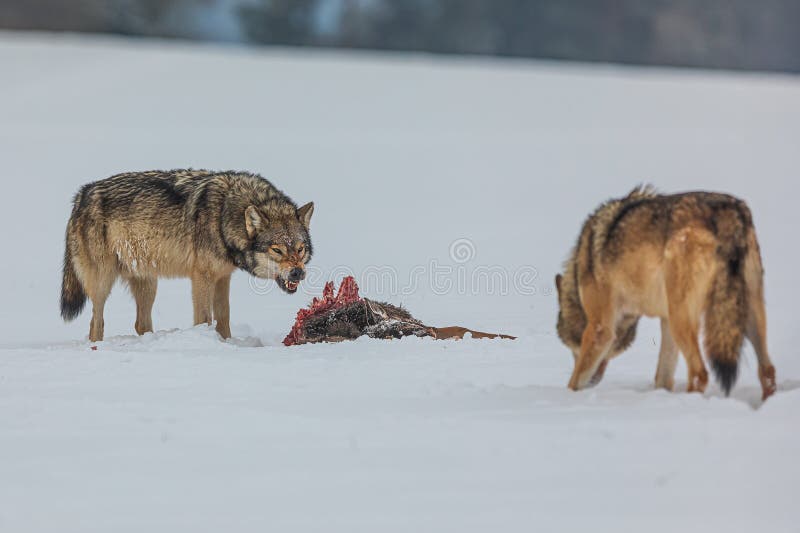 Male Eurasian Wolf (Canis Lupus Lupus) with Prey in the Snow Stock ...