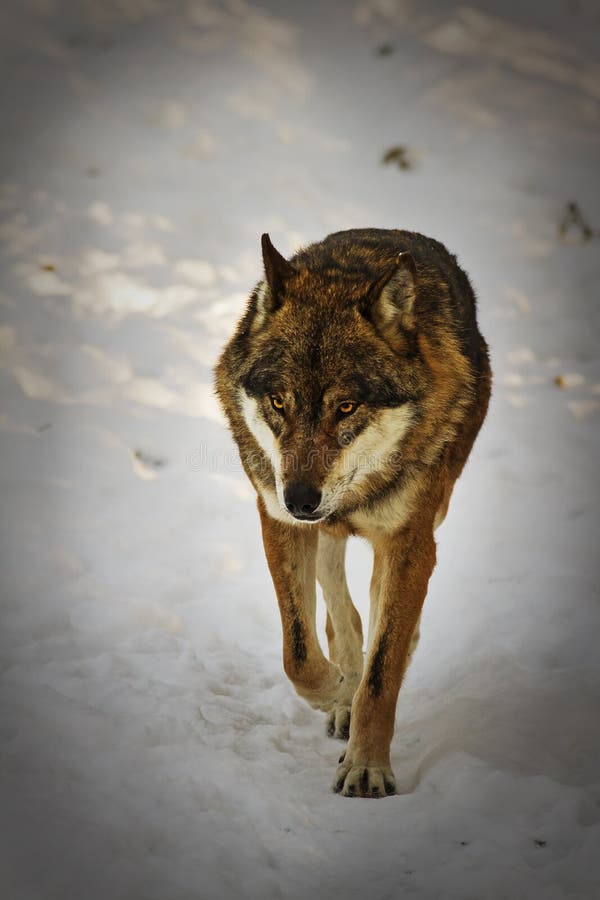 Male Eurasian Wolf Canis Lupus Lupus Running on the Snow Stock Photo ...