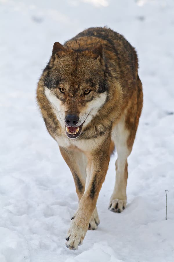 Male Eurasian Wolf Canis Lupus Lupus Running through the Snow Stock ...