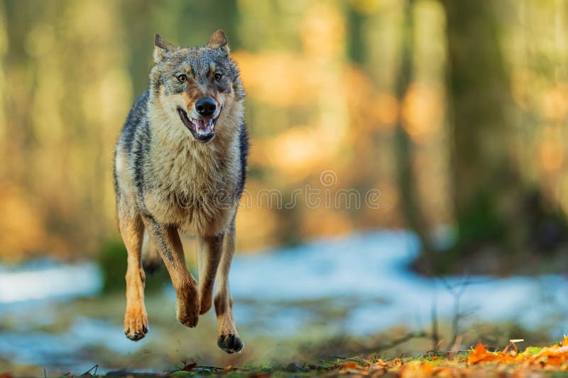 Male Eurasian Wolf (Canis Lupus Lupus) in the Spring Forest Stock Photo ...