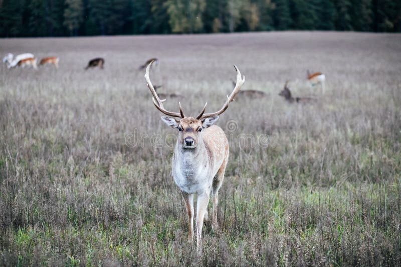 Male European Fallow Deer in the Meadow Stock Photo - Image of park ...