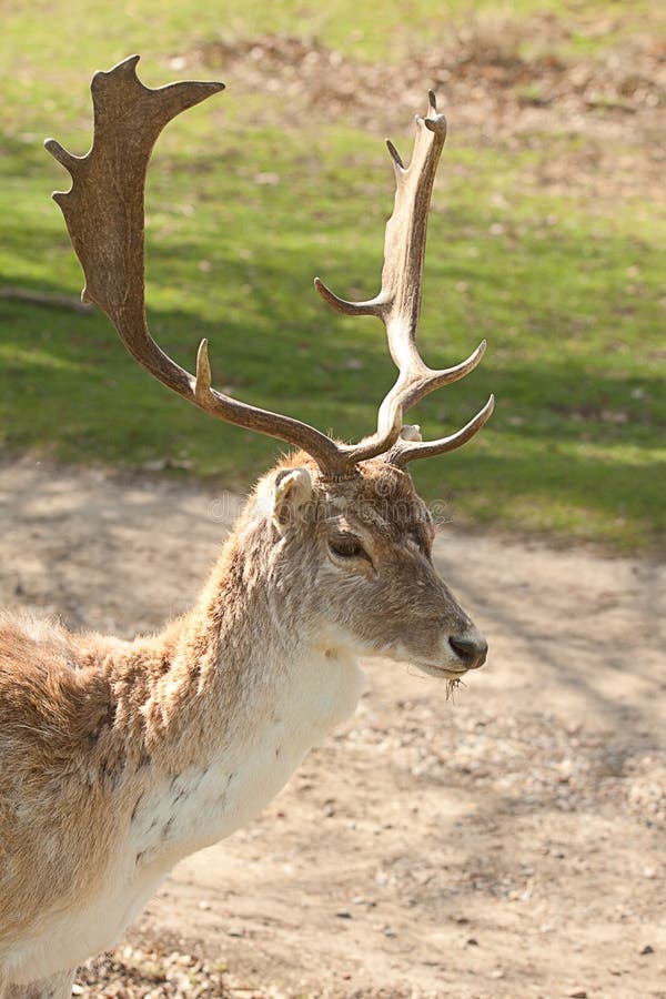 Male fallow dear stock image. Image of nature, mammal - 56449057