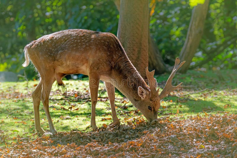 Male Fallow Deer Browsing in the Forest Stock Image - Image of antlers ...
