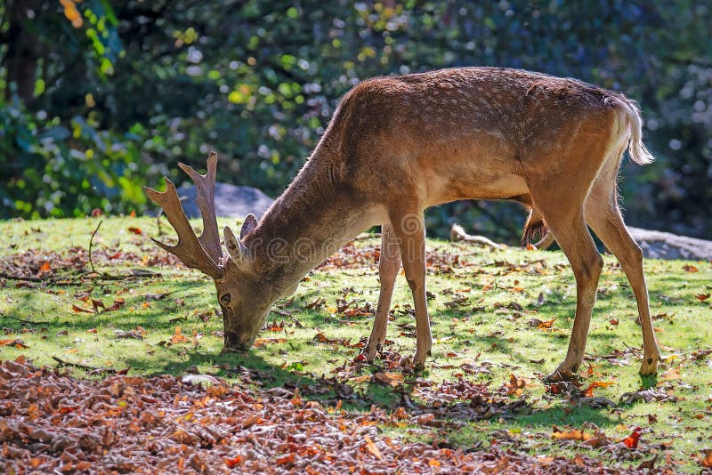Male Fallow Deer Browsing Forest Stock Photos - Free & Royalty-Free ...