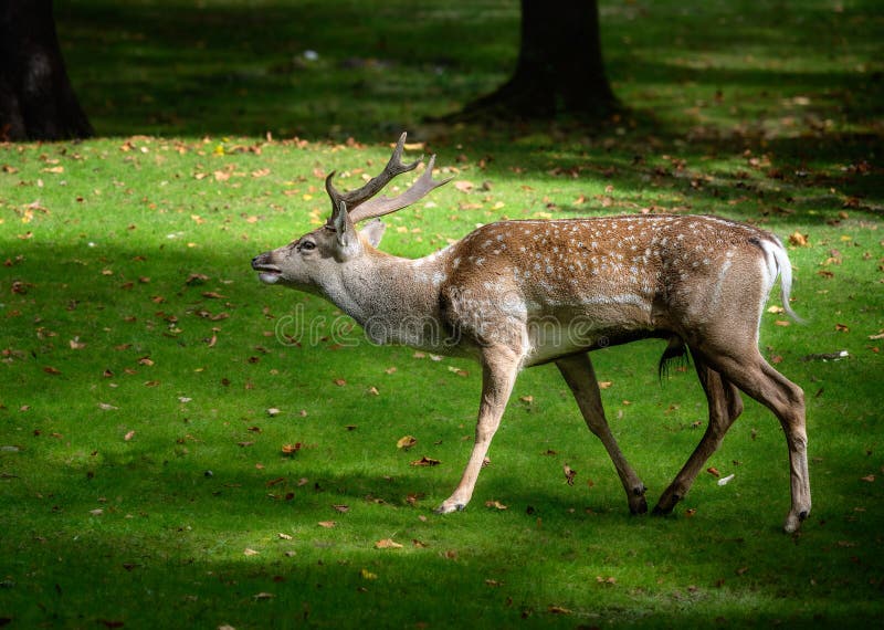 Male Fallow Deer Browsing in the Forest Stock Image - Image of walking ...