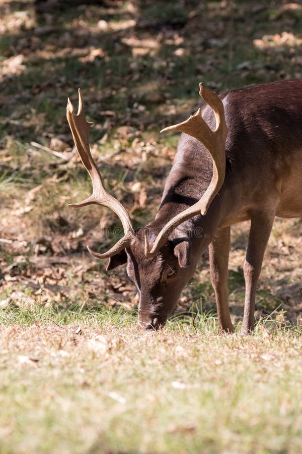 Male Fallow deer stock image. Image of dark, mammal, wildlife - 78337655