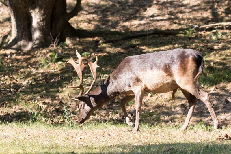 Male Fallow deer stock image. Image of male, wildlife - 78337783