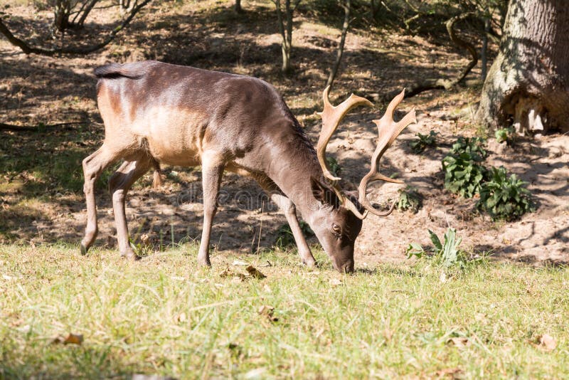 Male Fallow deer stock image. Image of grass, animal - 78337011