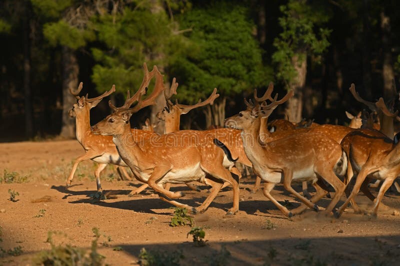 Male Fallow Deer Fleeing from Danger Stock Photo - Image of footed ...