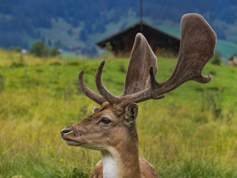 Male Fallow Deer on the Grass Stag with Big Antlers. Dama Dama Stock ...