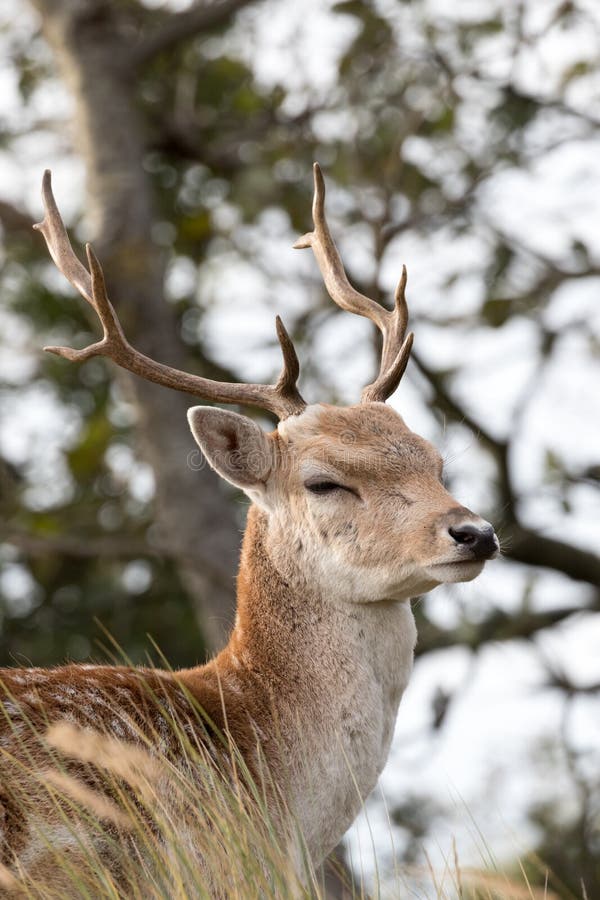 Male Fallow deer stock image. Image of haed, brown, white - 78623599