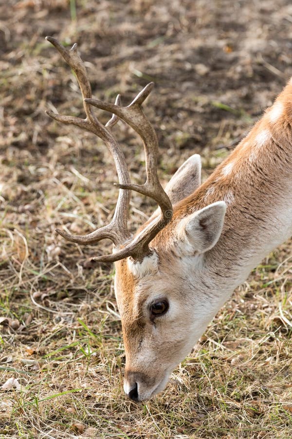 Male Fallow deer stock image. Image of grass, deer, eating - 78623333