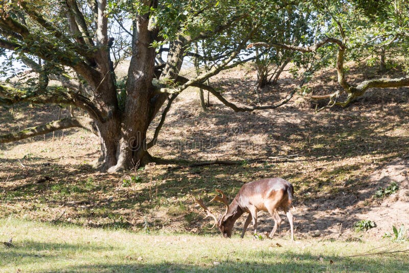 Male fallow deer stock photo. Image of young, male, fallow - 78336584