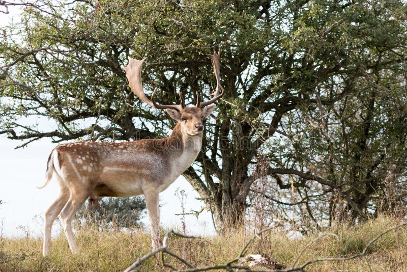 Male Fallow deer stock image. Image of nature, white - 78623383