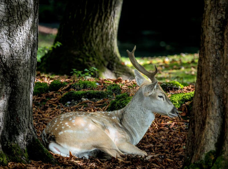 Male Fallow Deer Lying in the Forest Stock Image - Image of head ...