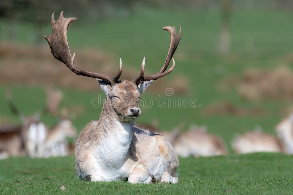 A Male Fallow Deer Relaxing in a Field Stock Image - Image of field ...