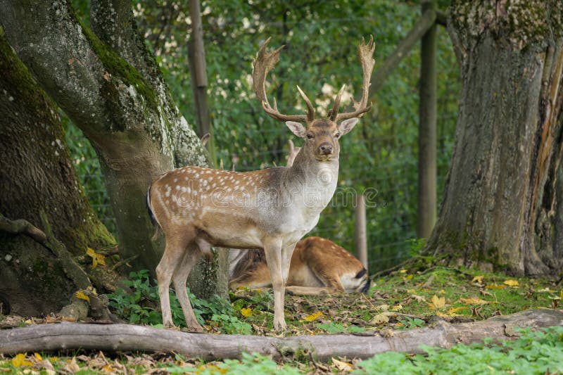 A Male Fallow Deer Standing in a Forest Stock Image - Image of cervidae ...