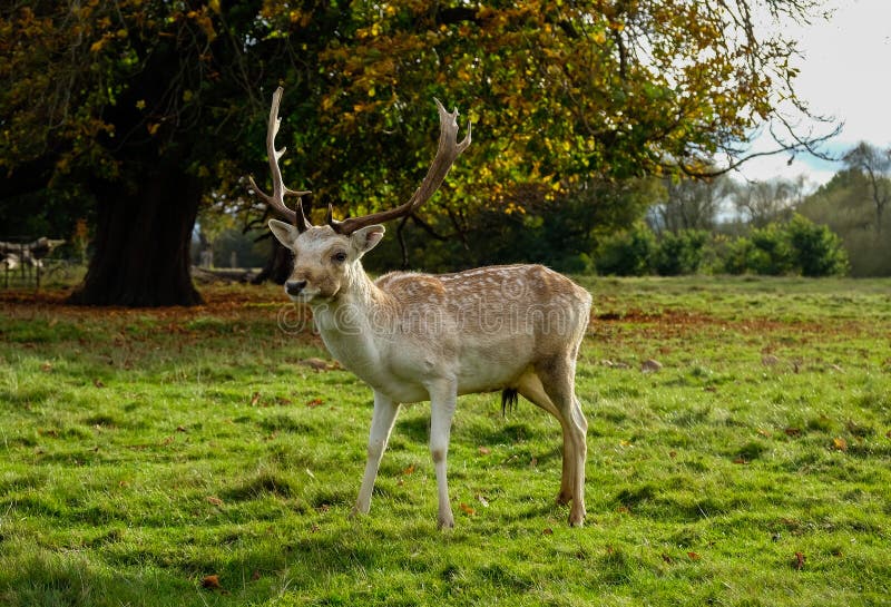 Male fallow deer stock image. Image of tree, fallow, nature - 83587921