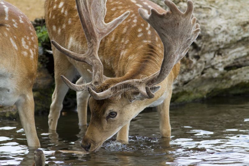 Deer Drinking Water From Stream