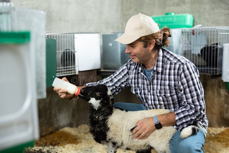 Male Farm Worker Feeding Baby Sheep Stock Image - Image of husbandry ...