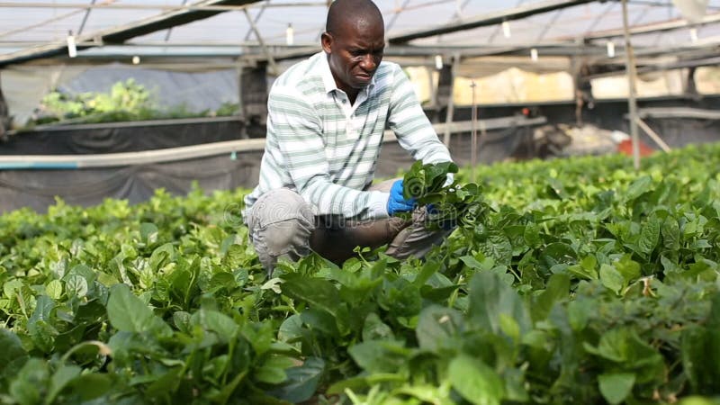Male Farmer Controlling Process of Growing of Malabar Spinach Stock ...