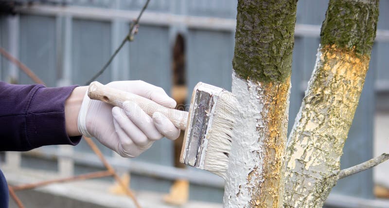 A Male Farmer Covers a Tree Trunk with Protective White Paint Against ...