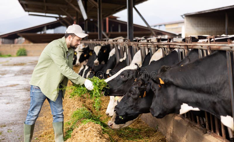 Male Farmer Feeding Cows in Stables with Grass Stock Photo - Image of ...