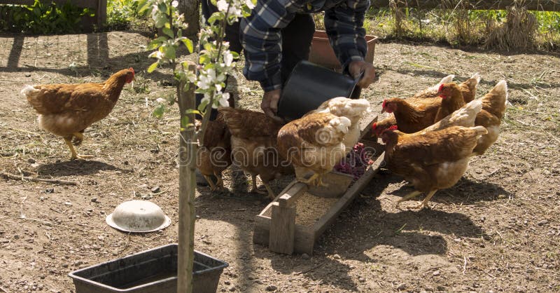 A Male Farmer Feeds a Bird in the Backyard of a Farm Stock Photo ...