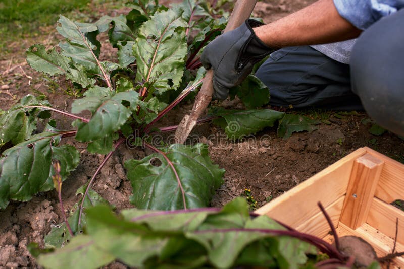 Male Farmer Picking Fresh Beetroot from His Hothouse Garden Stock Photo ...