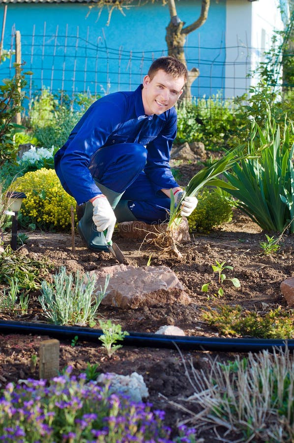 Male Farmer Planting Iris Flower Stock Photos - Free & Royalty-Free ...