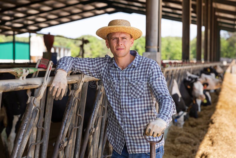 Male Farmer Posing in Cowshed at Dairy Farm Stock Photo - Image of ...