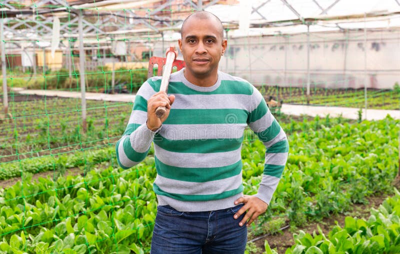 Male Farmer with Rake in Greenhouse Stock Photo - Image of lush ...
