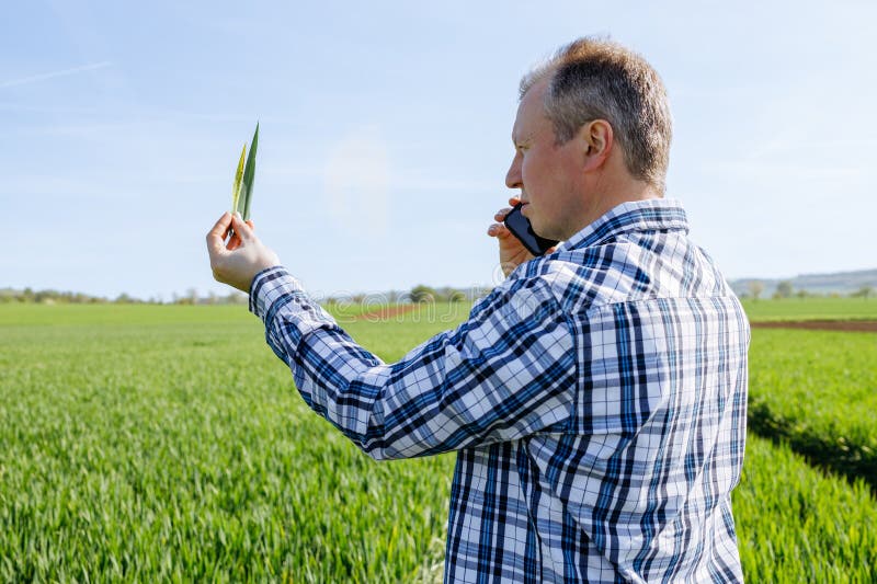 A Male Farmer is Talking on the Phone and Checking the Risen Rye Crop ...