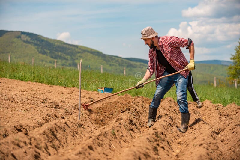 Male Farmer Working on an Agricultural Fields in Spring. Stock Photo ...
