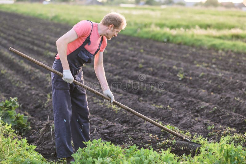 Male Farmer with a Hoe Weeding in the Field on Sunset Stock Image ...