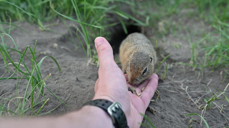 Male Feeding Gopher in the Summer Park Stock Footage - Video of hand ...