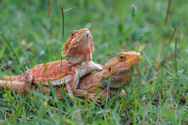 Bearded Dragon Lizard on Grass Stock Photo - Image of park, bearded ...
