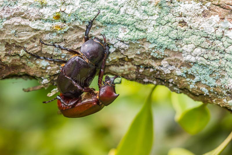 Male and Female Beetles Dynastinae Mating on Branches.selective Focus ...