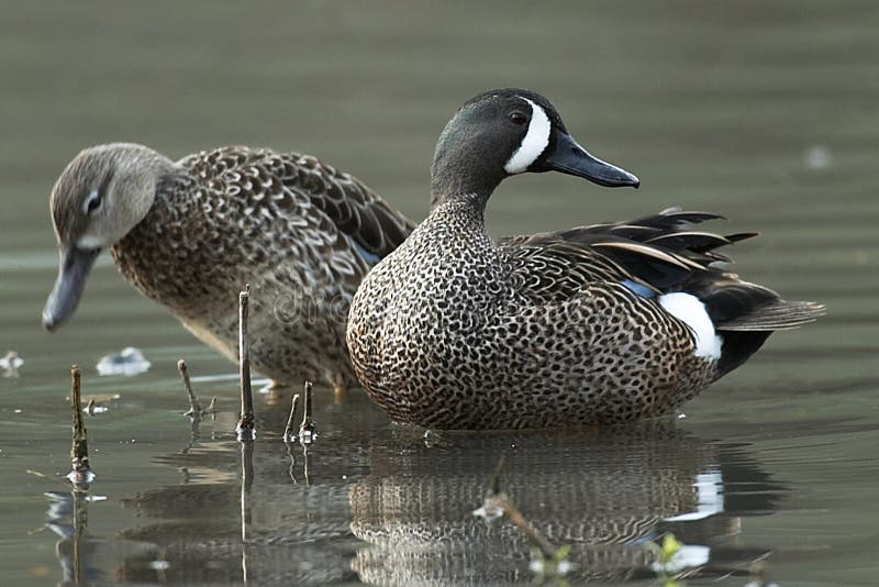157 Blue Winged Teal Male Female Stock Photos - Free & Royalty-Free ...