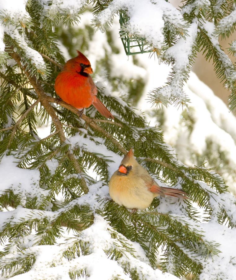 Cardinal in winter stock image. Image of forest, pine - 3892833