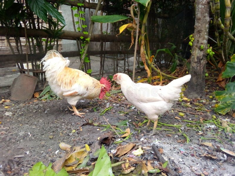 Male and female chickens stock photo. Image of giraffes - 319012602