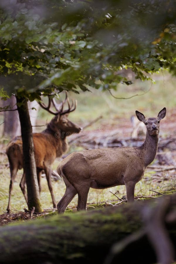 Male and Female Deer in Forest Stock Image - Image of dyrehave, wild ...
