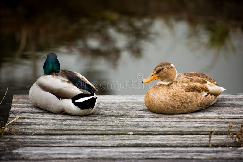Two Ducks Resting on Pond Edge Stock Photo - Image of feathers, wild ...