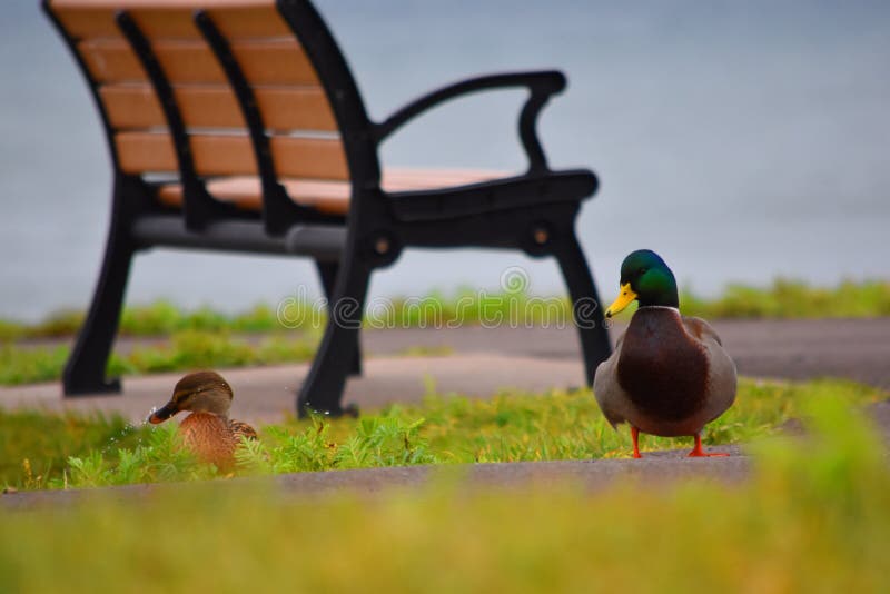 Ducks by a park bench stock image. Image of ducks, female - 145165505