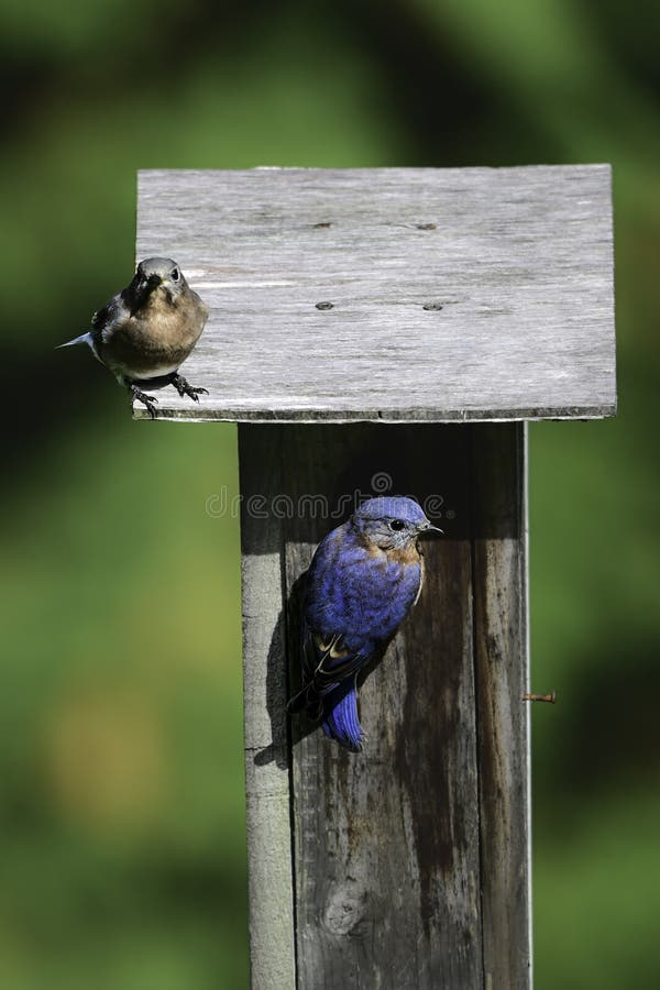 A Male and Female Eastern Bluebird Investigate a Nesting Box Stock ...