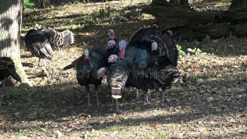 Male and Female Eastern Wild Turkeys Stock Footage - Video of poultry ...