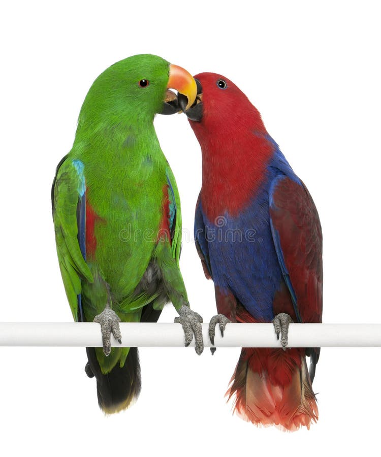 Eclectus Parrot Mutations