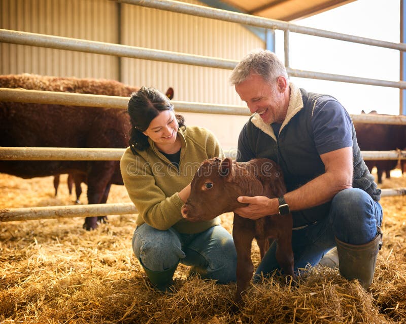 Male and Female Farm Workers Checking on Calf in Barn Stock Image ...